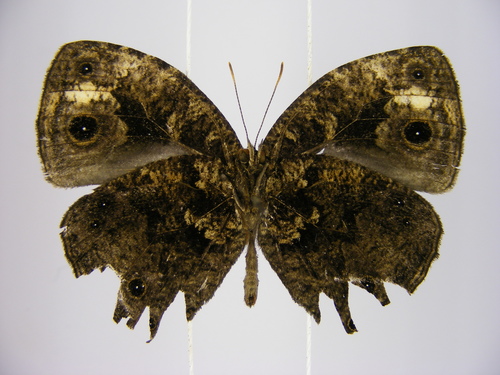 Large Marbled Bush Brown (Bicyclus mandanes) · iNaturalist
