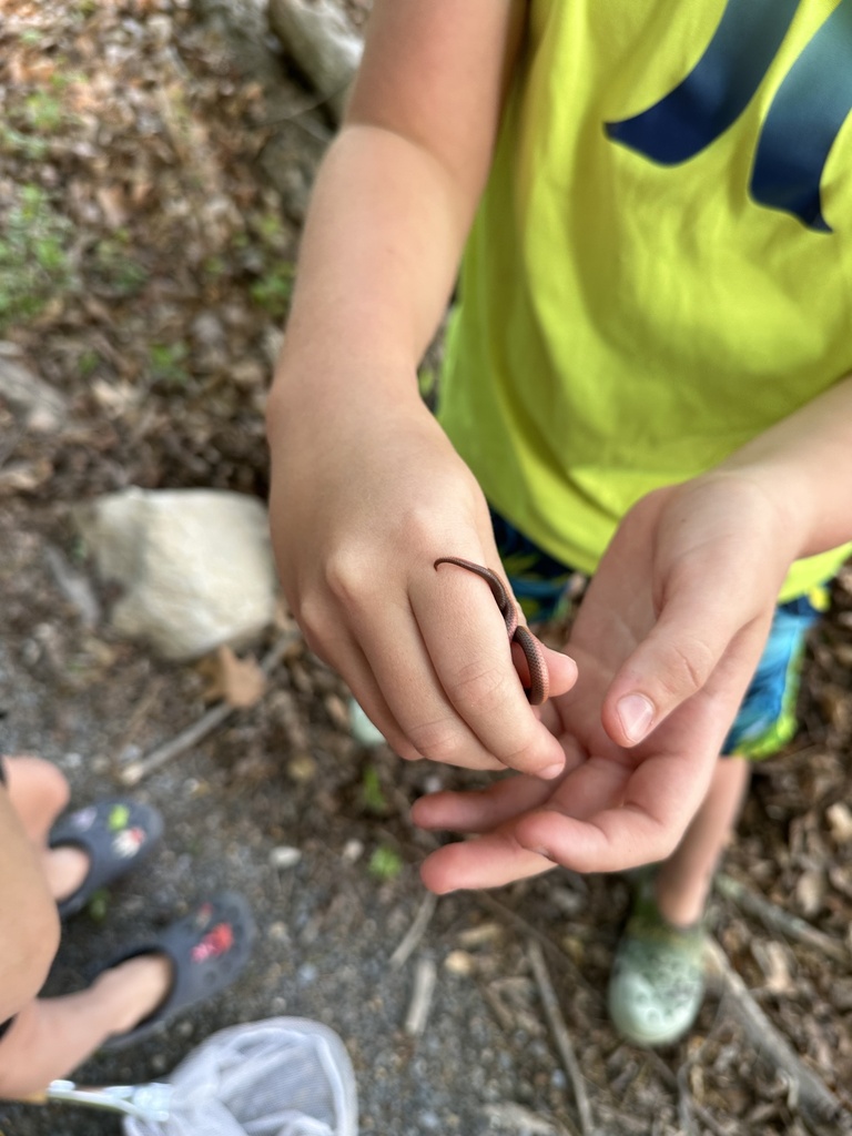 Eastern Worm Snake from Accipiter Dr, Linganore, MD, US on May 3, 2024 ...