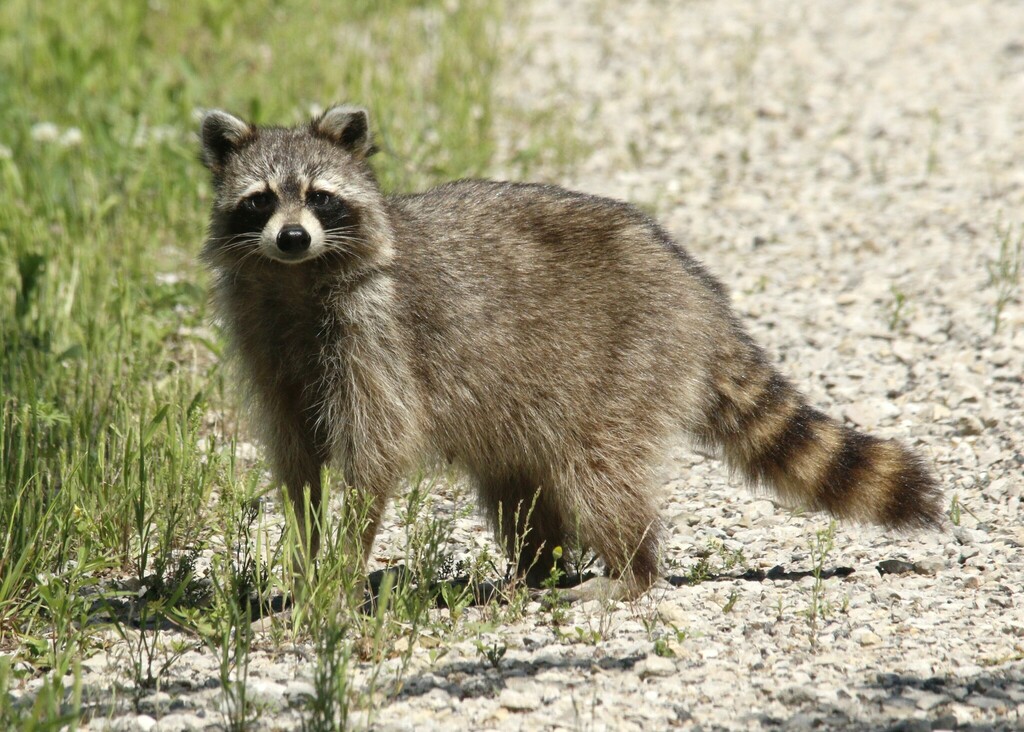 Common Raccoon from West Alton, MO, USA on April 30, 2024 at 07:30 AM ...