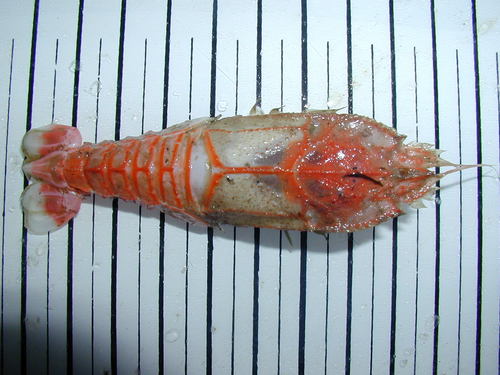 Genus Polycheles · iNaturalist