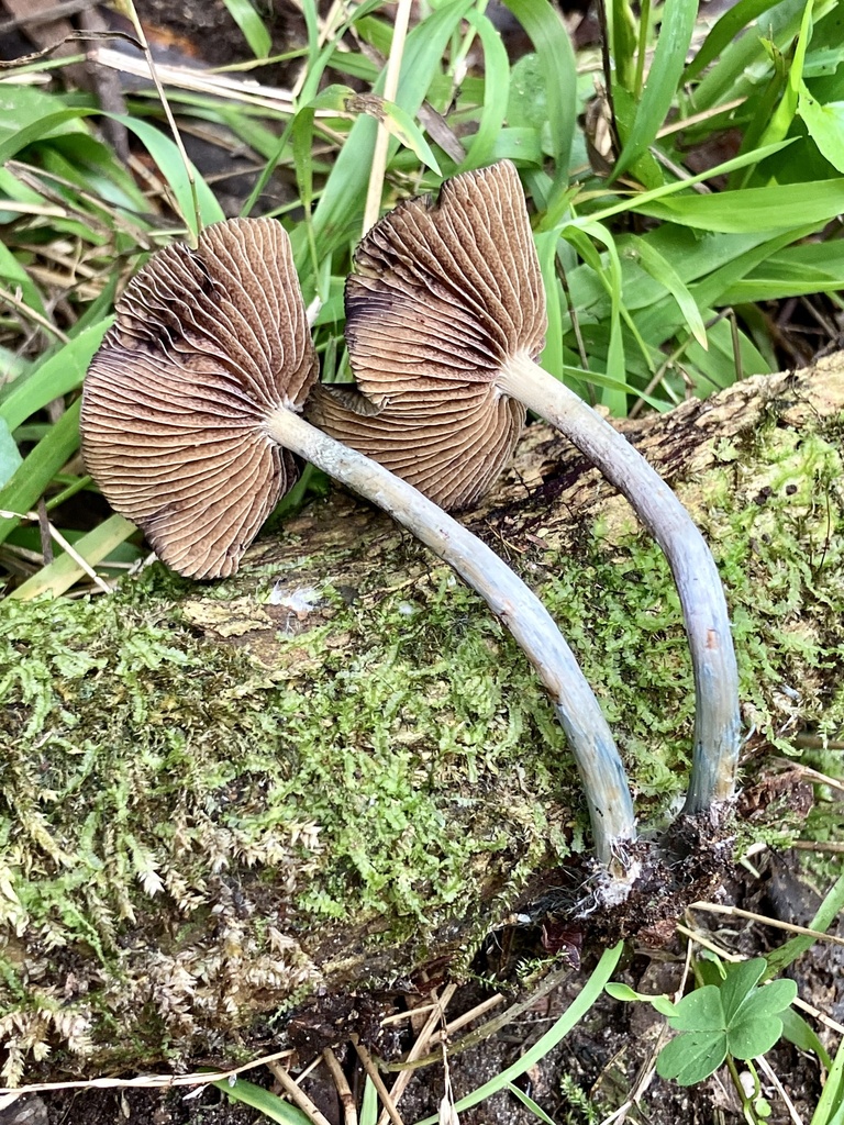 Wavy Cap in May 2024 by Val Marsh · iNaturalist