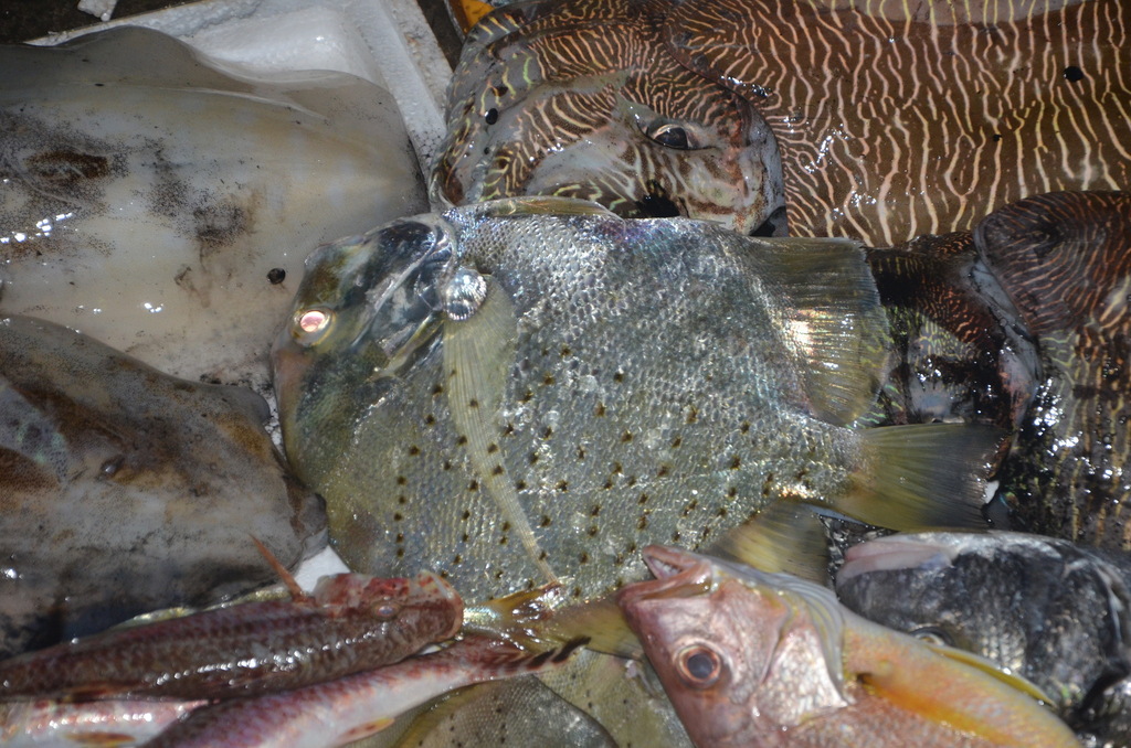 Spotted Sicklefish from 中国广西壮族自治区北海市海城区 on February 2, 2024 at 06:56 AM ...