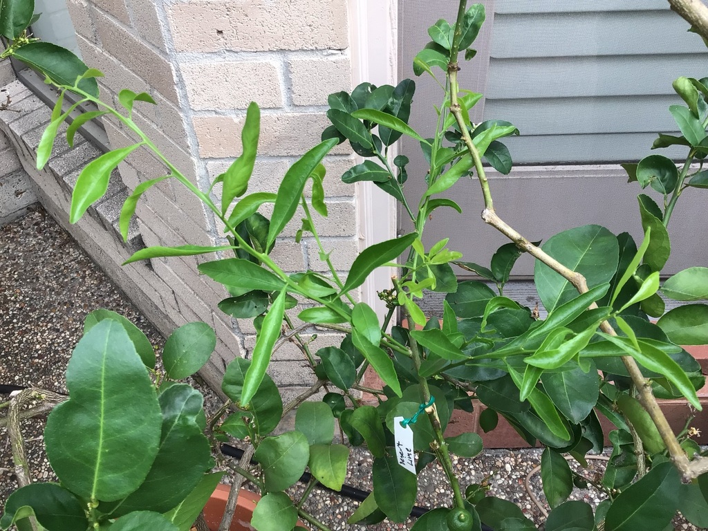 Australian desert lime from Panther Creek, The Woodlands, TX, USA on ...