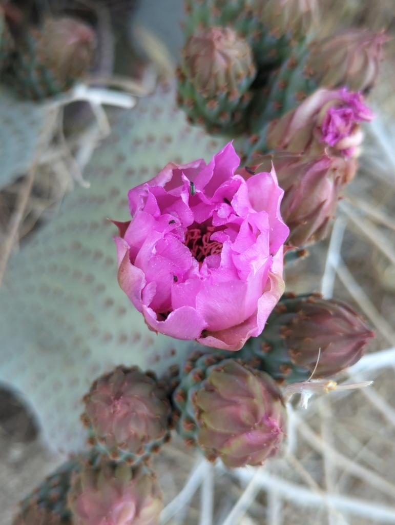 beavertail cactus from Joshua Tree National Park, Riverside County, US ...