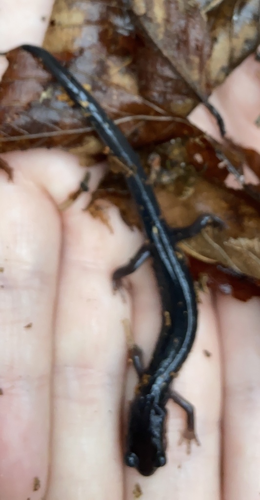 Red-cheeked Salamander in May 2024 by Bruce Kirchoff · iNaturalist