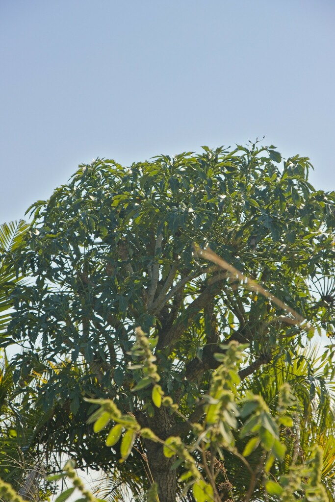 Cabbage tree from Vernon Crookes NR #4, South Africa on April 29, 2024 ...