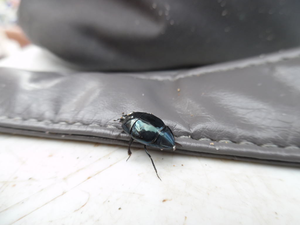 Saprinus from Les Andalouses, El Ançor, Algérie on August 10, 2017 at ...