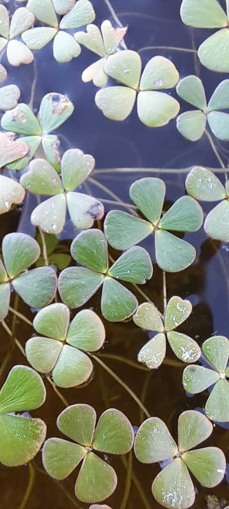 Helicopter Ferns from Breede River DC, South Africa on April 16, 2024 ...