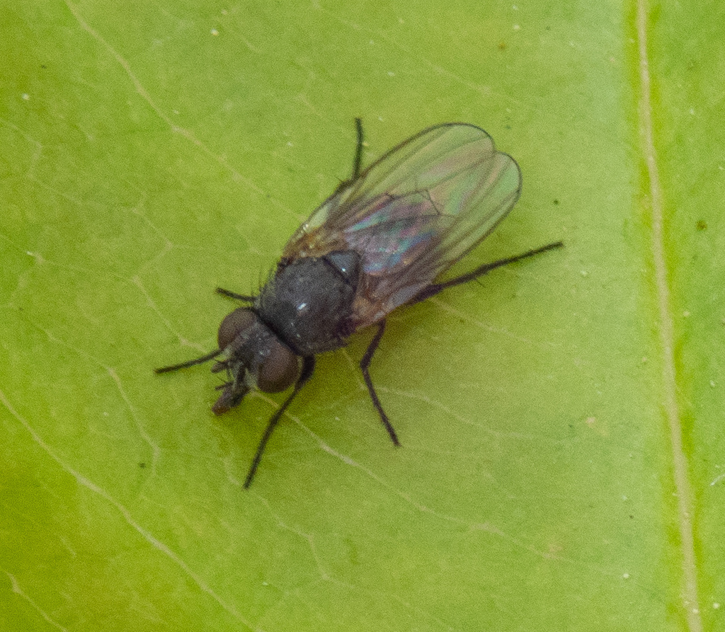 Lesser House Fly from Brus, 91-001 Łódź, Poland on April 28, 2024 at 02 ...