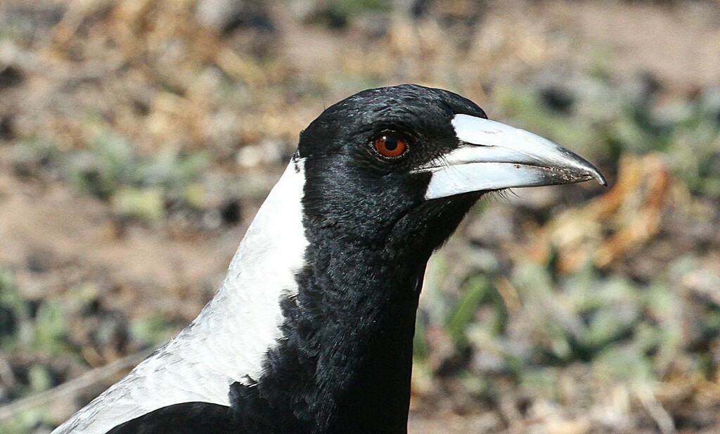 Australian Magpie from Adelaide SA, Australia on May 2, 2024 at 09:42 ...