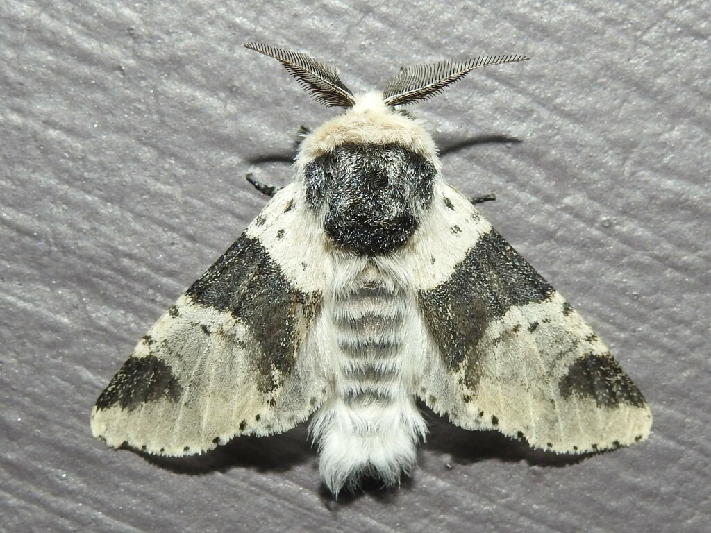Modest Furcula Moth from Town of Rockingham, VT, USA on May 3, 2024 at ...