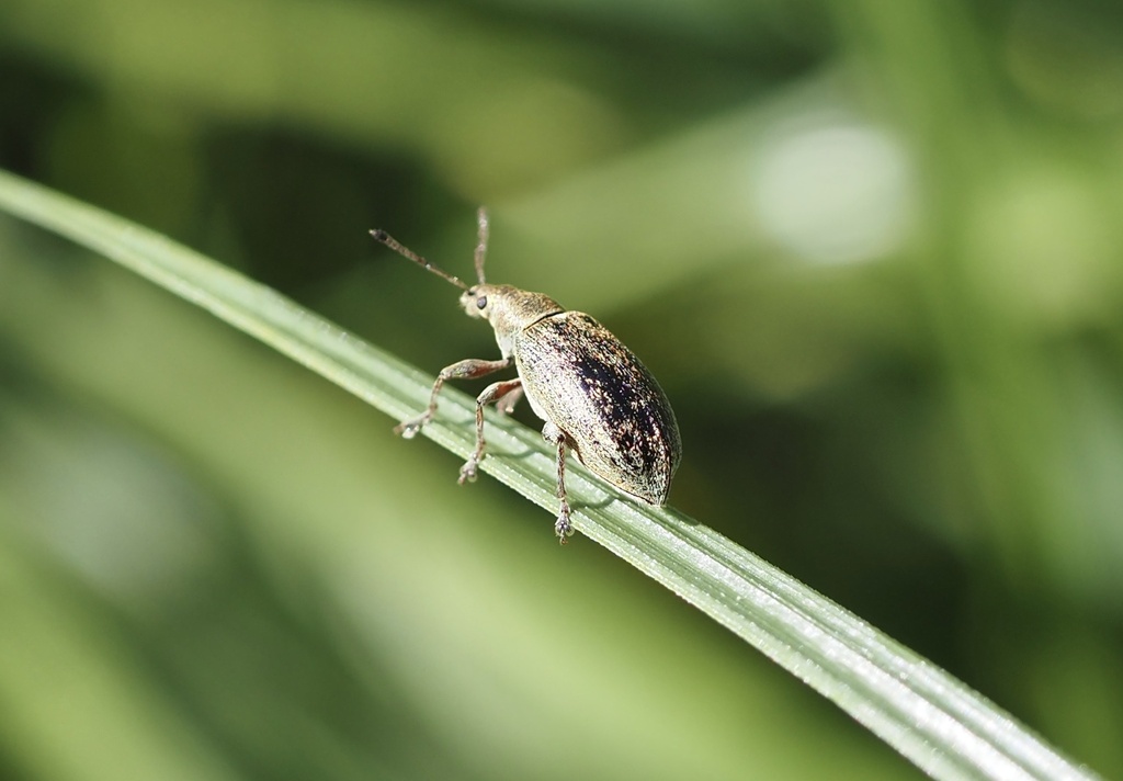 Common Leaf Weevil from Wanstead Golf Club, London, England, GB on May ...