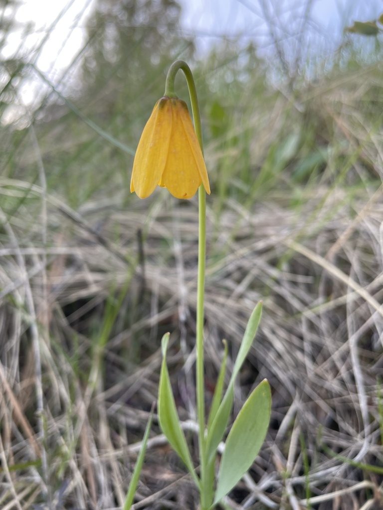 yellow fritillary from 19th Ave W, Polson, MT, US on May 4, 2024 at 07: ...