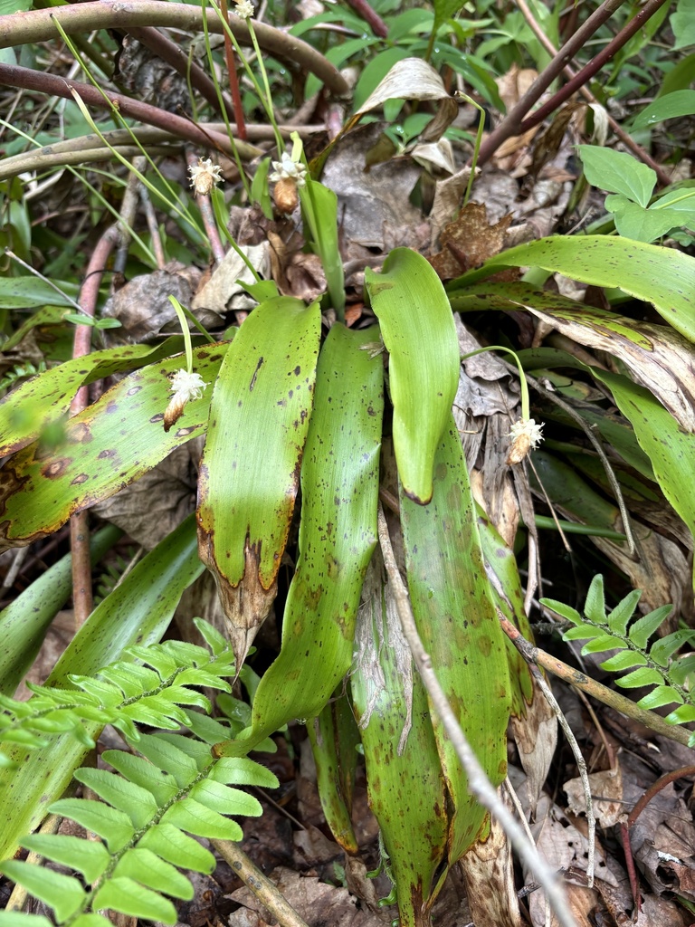 Fraser's Sedge in April 2024 by jennybarsotti · iNaturalist