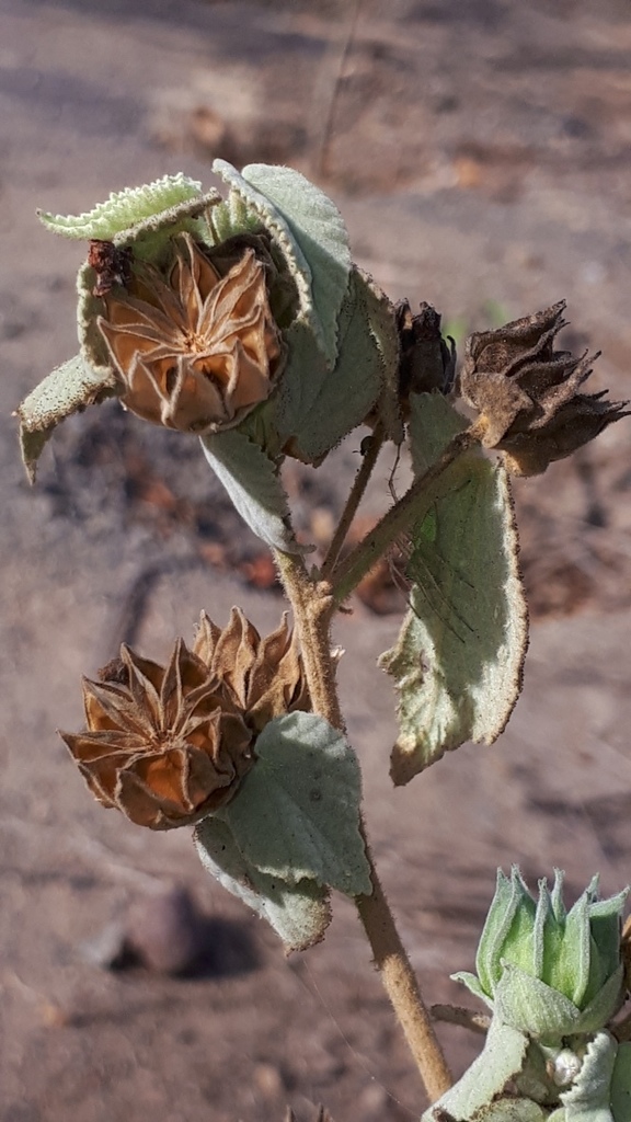 Shrubby Indian Mallow (Abutilon abutiloides) - Botanical Realm