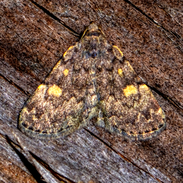 Common Idia Moth from Bill's backyard, Lewes, DE on May 2, 2024 at 05: ...