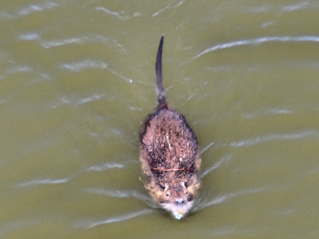 Coypu from Fiumicino, Metropolitan City of Rome Capital, Italy on May 4 ...