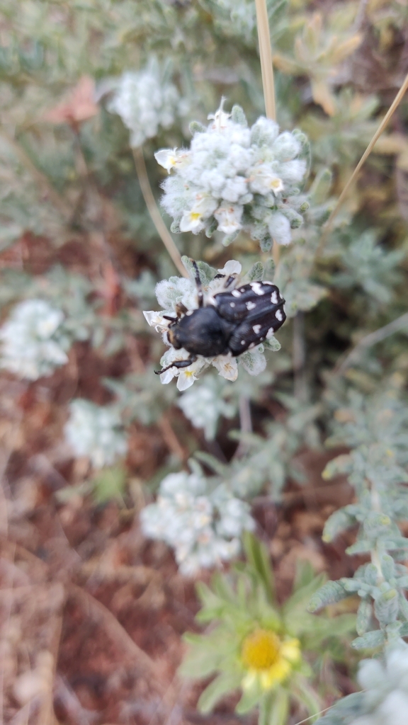 Greek Rose Chafer from Argolida on May 4, 2024 at 05:26 PM by schmalzi ...
