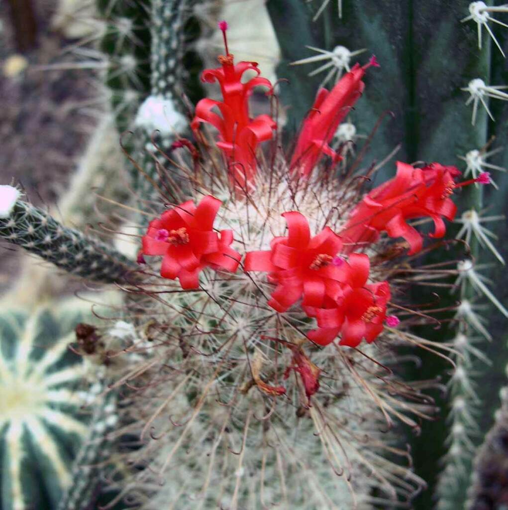 Cochemiea setispina (Cactáceas de Baja California Sur) · iNaturalist
