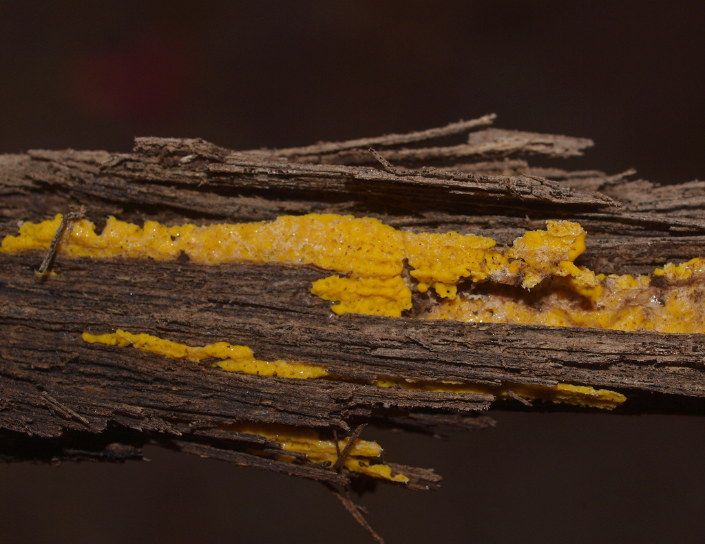 Phlebia from Te Mata Peak Rd, Havelock Nth on May 9, 2016 by Mike Lusk ...