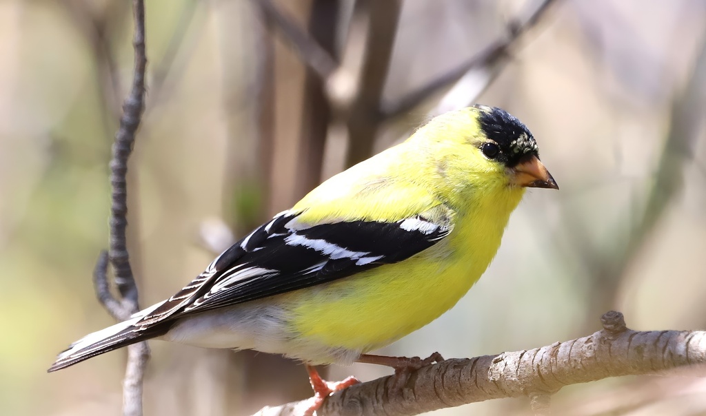 American Goldfinch from Niagara-on-the-Lake, ON, Canada on April 26 ...