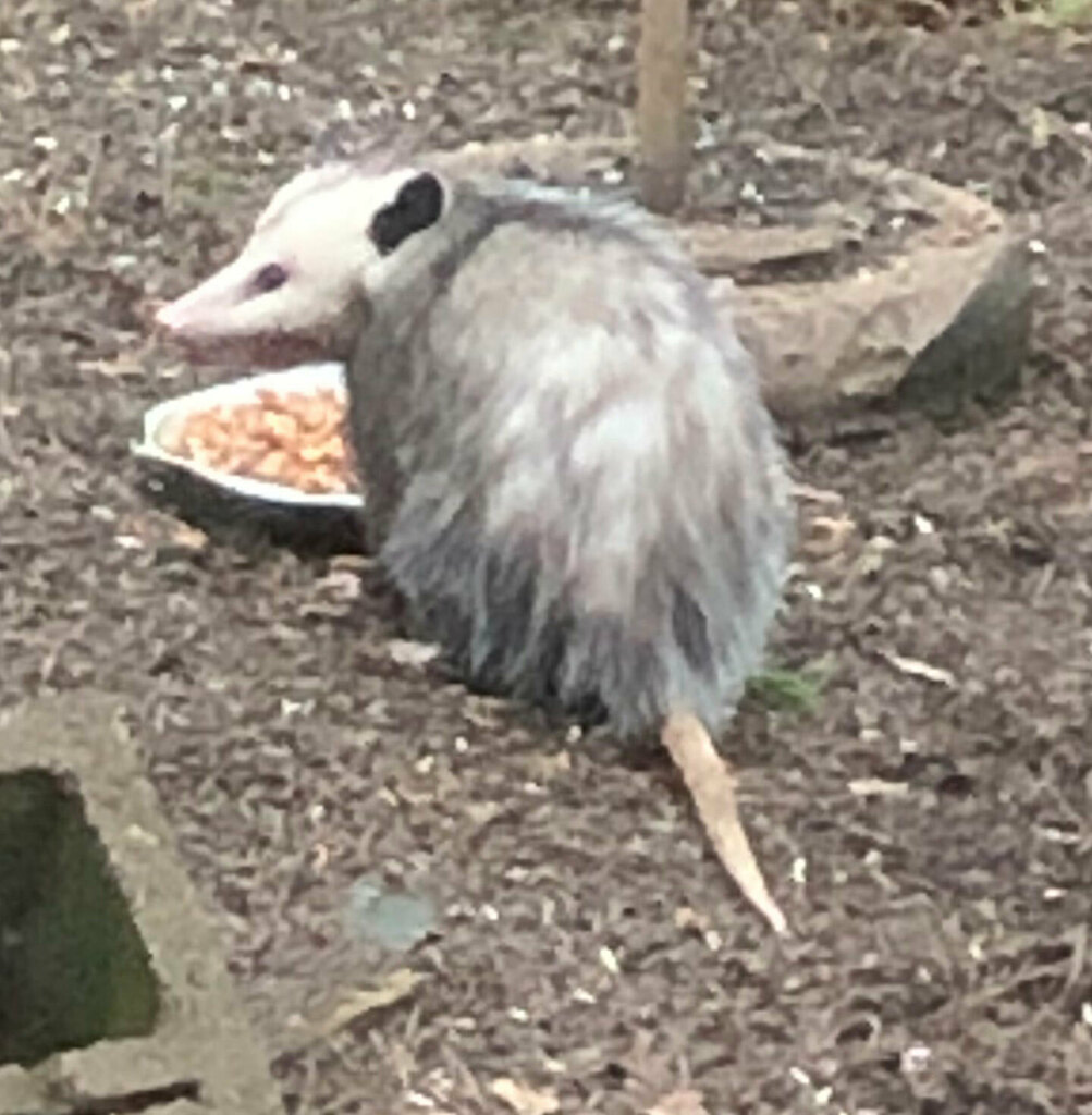 Virginia Opossum from Walton County, GA, USA on April 11, 2024 by Joan ...