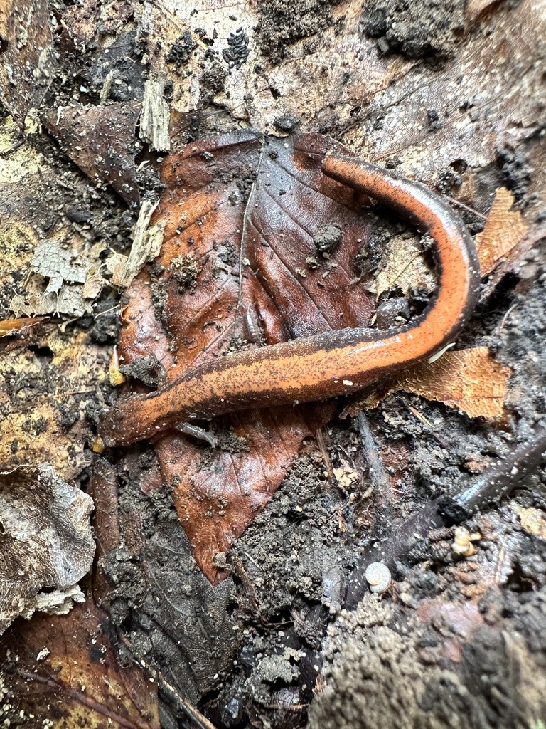 Eastern Red-backed Salamander from Boonton, NJ, US on May 4, 2024 at 10 ...