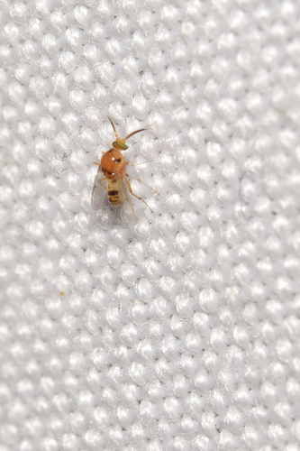 Chaquiste (Stilobezzia maculata)