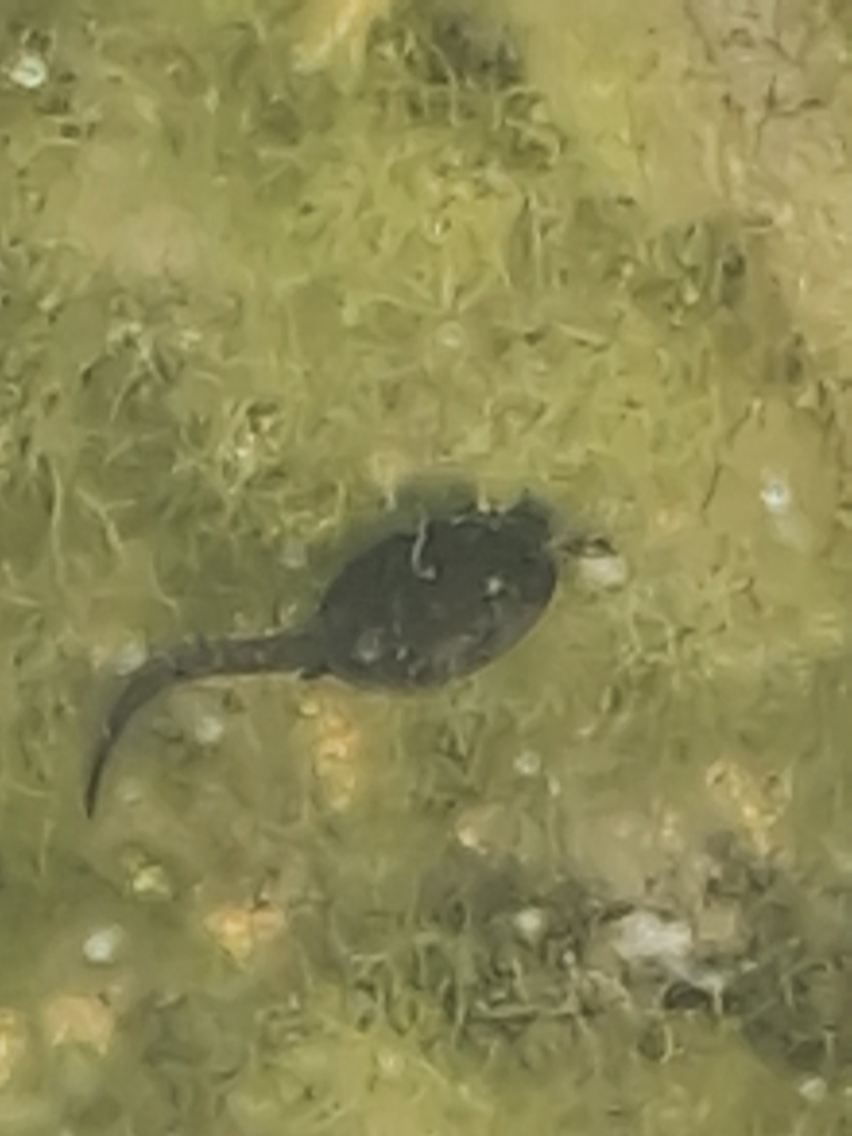 European Toad from Battersea Park, London SW11 4NJ, UK on May 4, 2024 ...