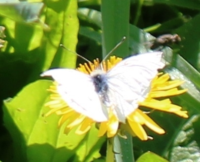 Whites from Huron County, ON, Canada on May 4, 2024 at 09:51 AM by ...