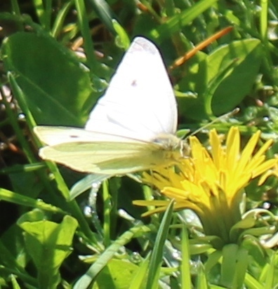 Small White from Huron County, ON, Canada on May 4, 2024 at 10:21 AM by ...