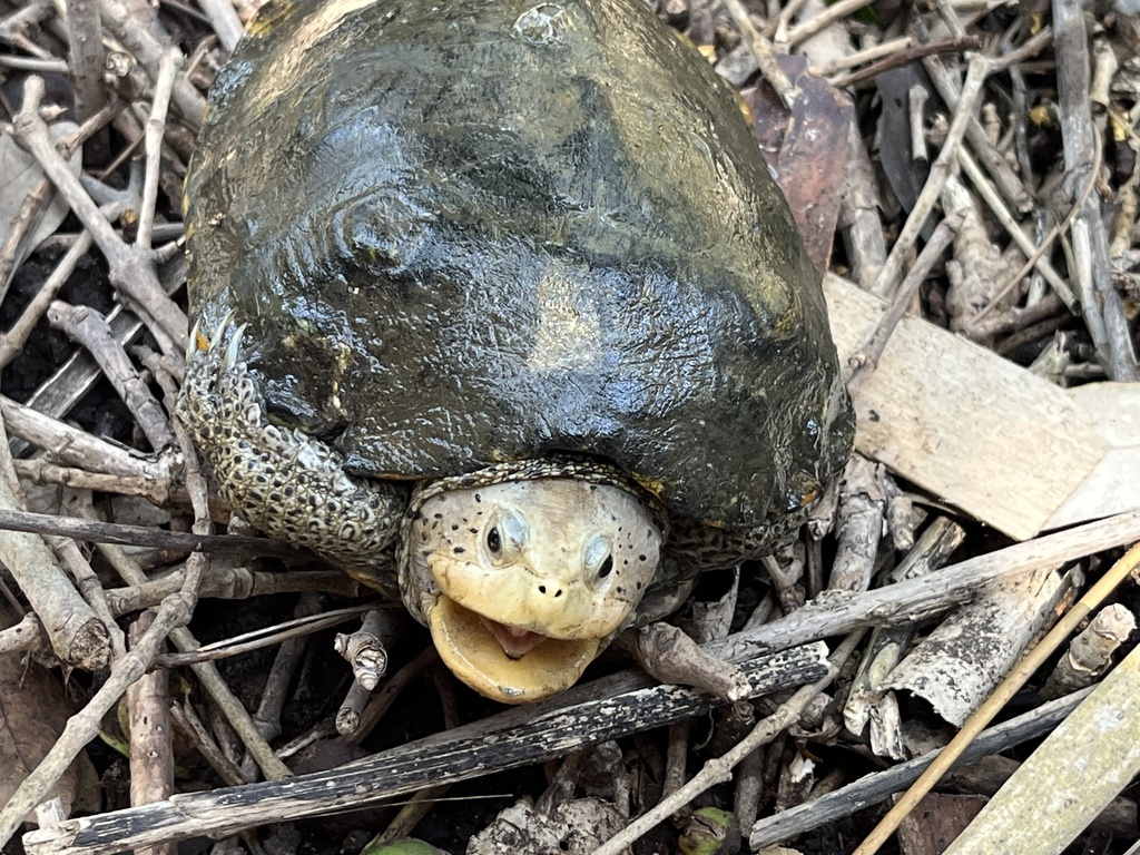 Ornate Diamondback Terrapin in May 2024 by Matthew. Lifer! · iNaturalist
