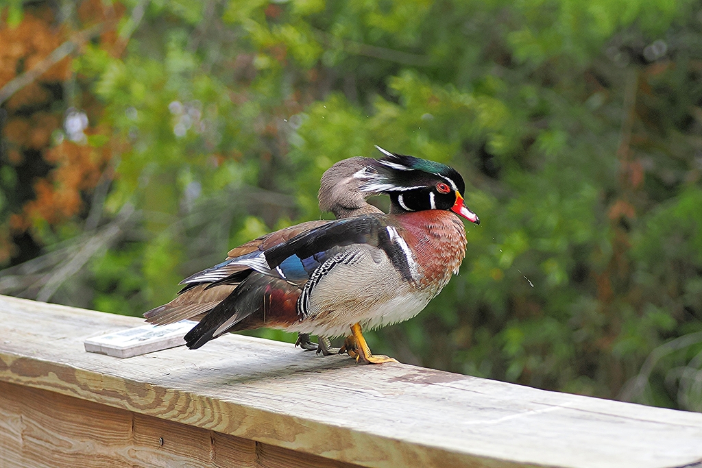 Wood Duck from Green Cay Nature Center & Wetlands, Boynton Beach, FL ...