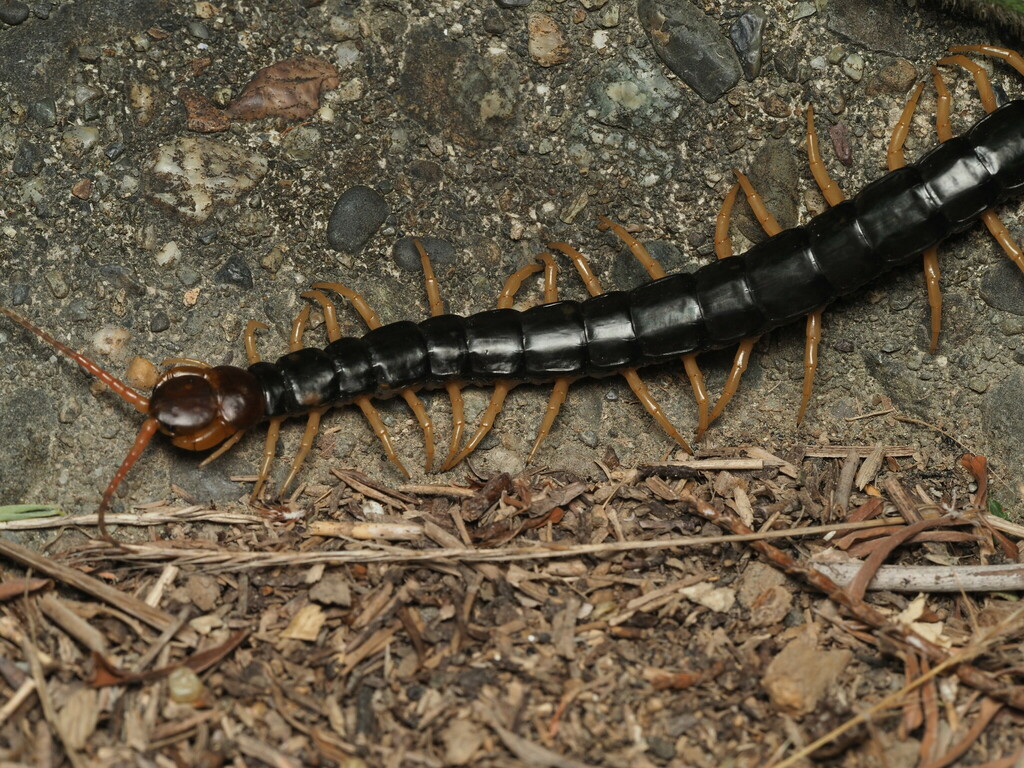 Chinese Red-headed Centipede from 日本、〒640-8392 和歌山県和歌山市中之島 on August 11 ...