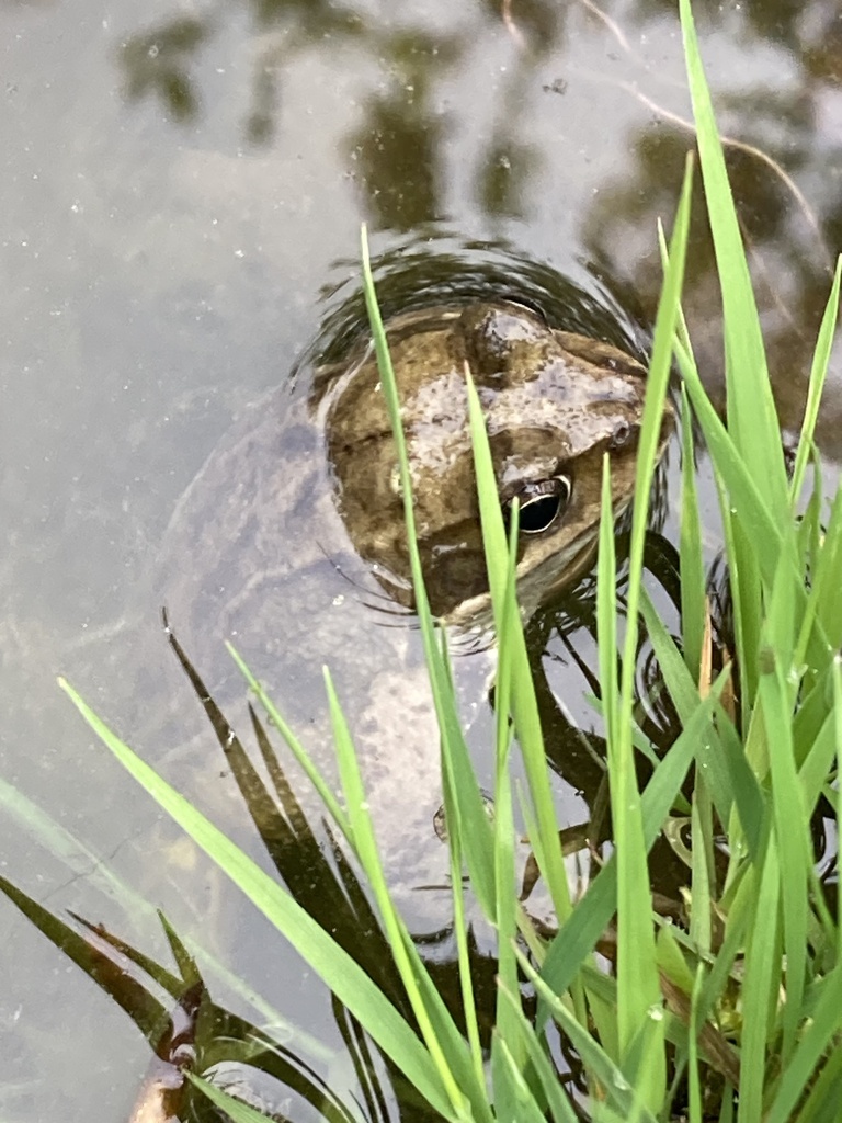 European Common Frog from Sjælland, Espergærde, Region Hovedstaden, DK ...