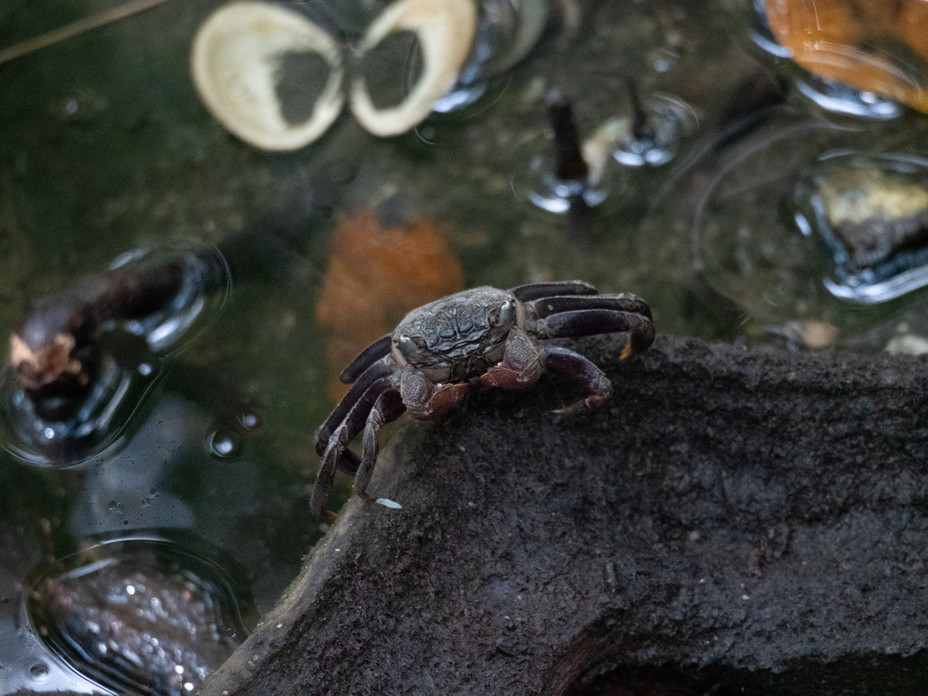 Sesarmid Marsh Crabs from Lim Chu Kang, Singapore on March 16, 2024 at ...