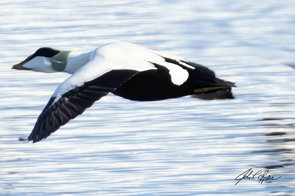 Common Eider in April 2024 by John Eppler. Male Common Eider (Somateria ...