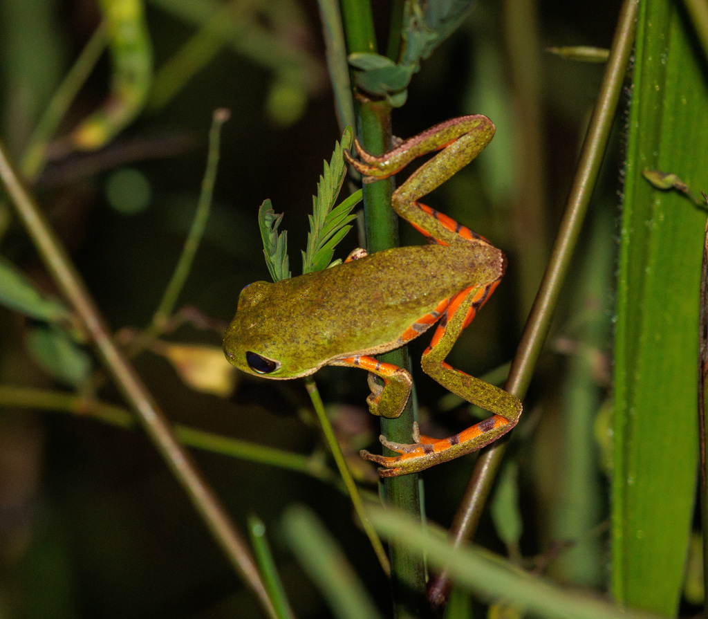Pithecopus gonzagai from Areia - PB, Brasil on May 2, 2024 at 09:39 PM ...