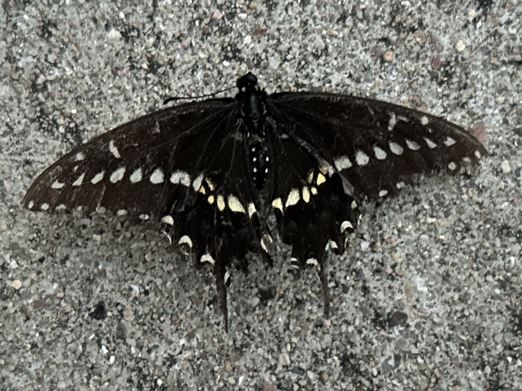 Black Swallowtail from Summer Pointe Dr, Buda, TX, US on April 23, 2024 ...