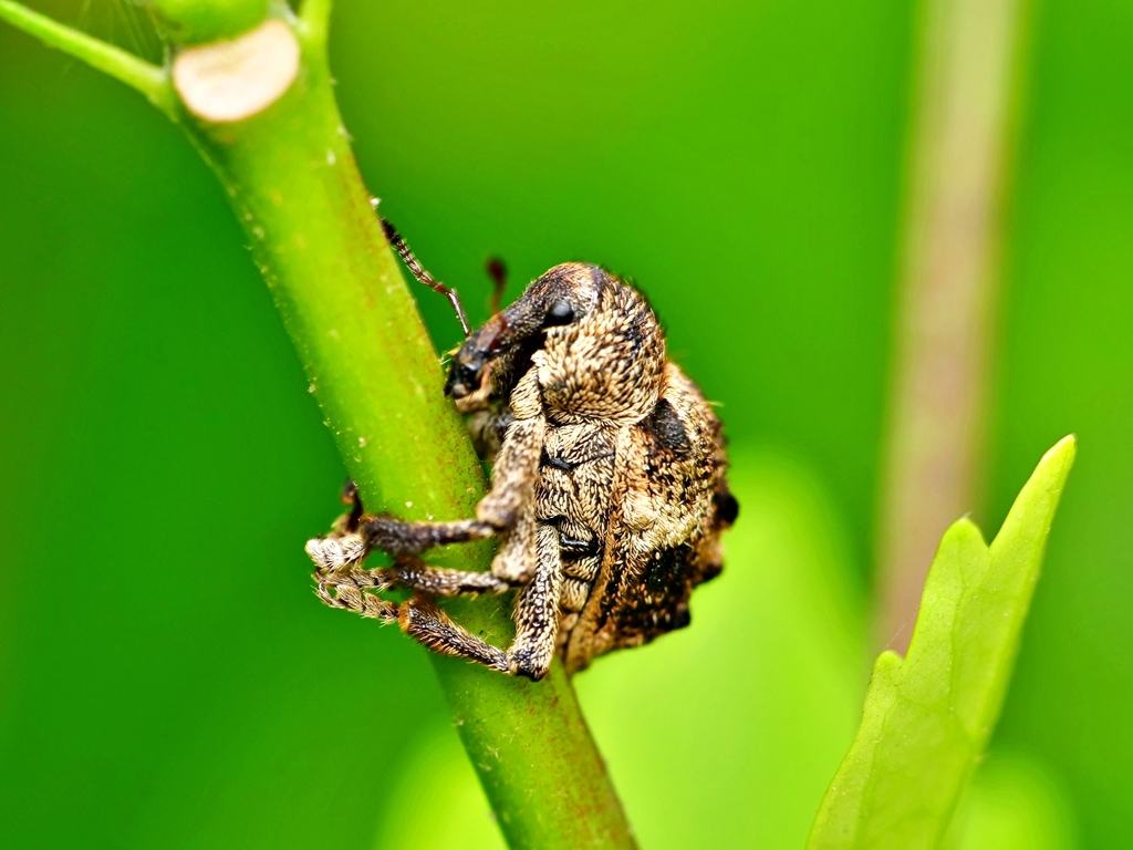 Desmidophorus crassus from 台灣臺北 on May 4, 2024 at 04:51 PM by cdhsiao ...