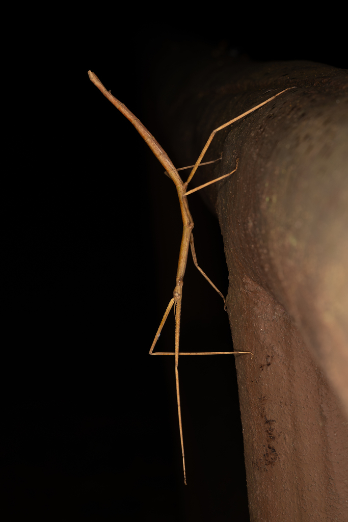 Ramulus rotundus from 香港青衣 on April 27, 2024 at 10:06 PM by wylam_c16 ...