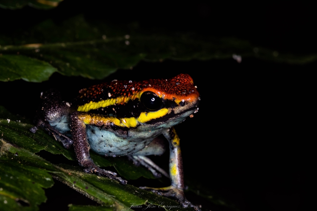 Manú Poison Frog from P5XF+PQH rio yoyato, 08750, Perú on May 2, 2024 ...