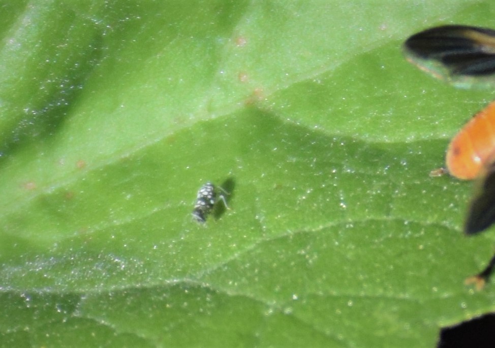 Trypanalebra maculata from Williamson County, TX, USA on April 26, 2019 ...