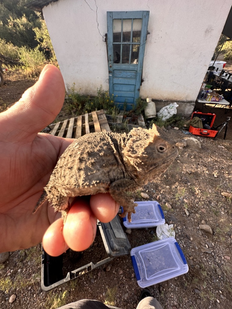 Rock Horned Lizard from Arizpe, Sonora, Mexico on October 29, 2023 at ...