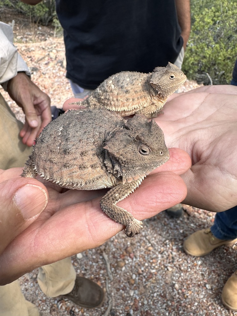 Rock Horned Lizard from Cananea, Sonora, Mexico on September 12, 2023 ...