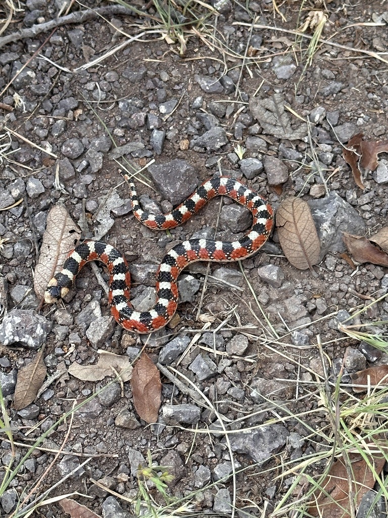 Thornscrub Hook-nosed Snake from Cananea, Sonora, Mexico on September ...
