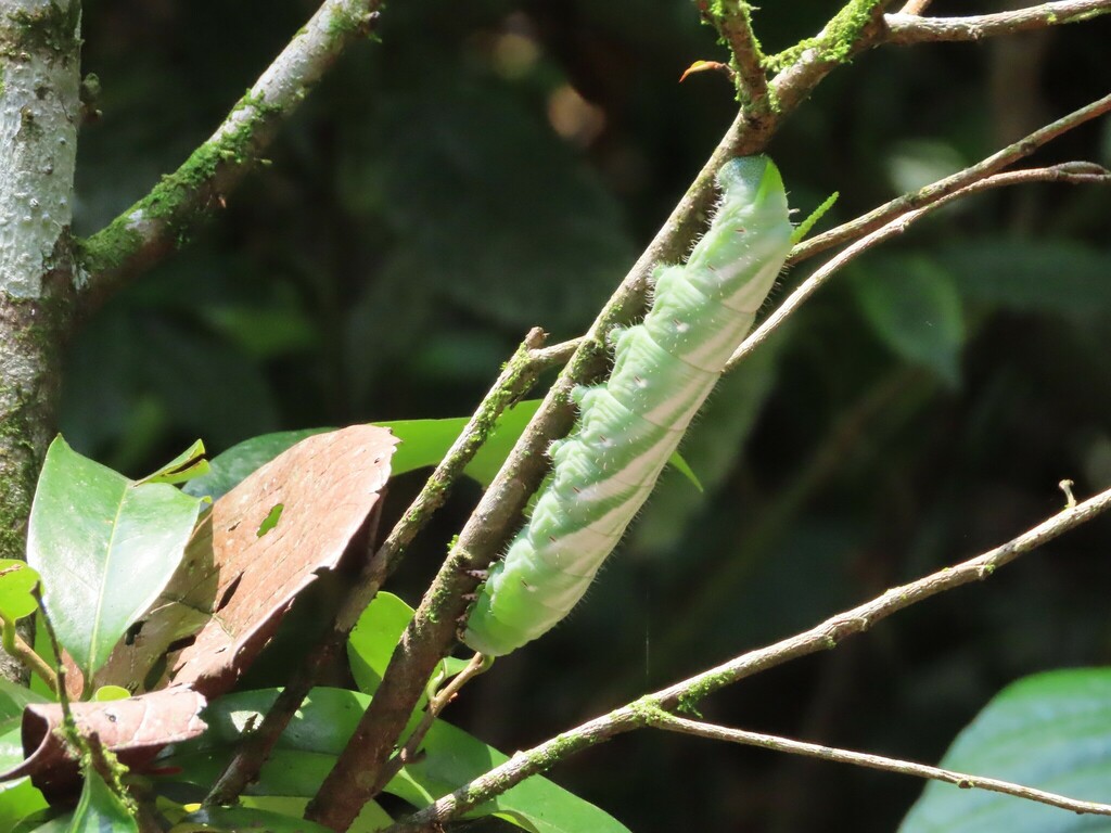 Neococytius cluentius from Bogarin Trail, C. 480, Provincia de Alajuela ...