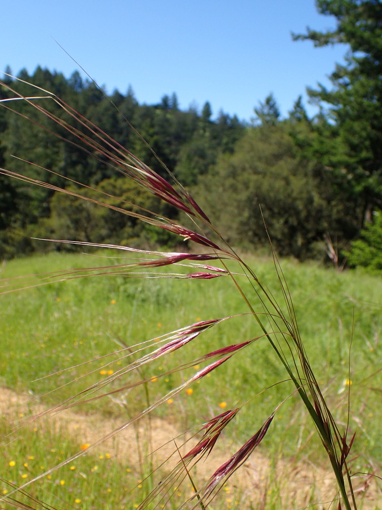 purple needlegrass from Marin County, CA, USA on May 2, 2024 at 01:08 ...