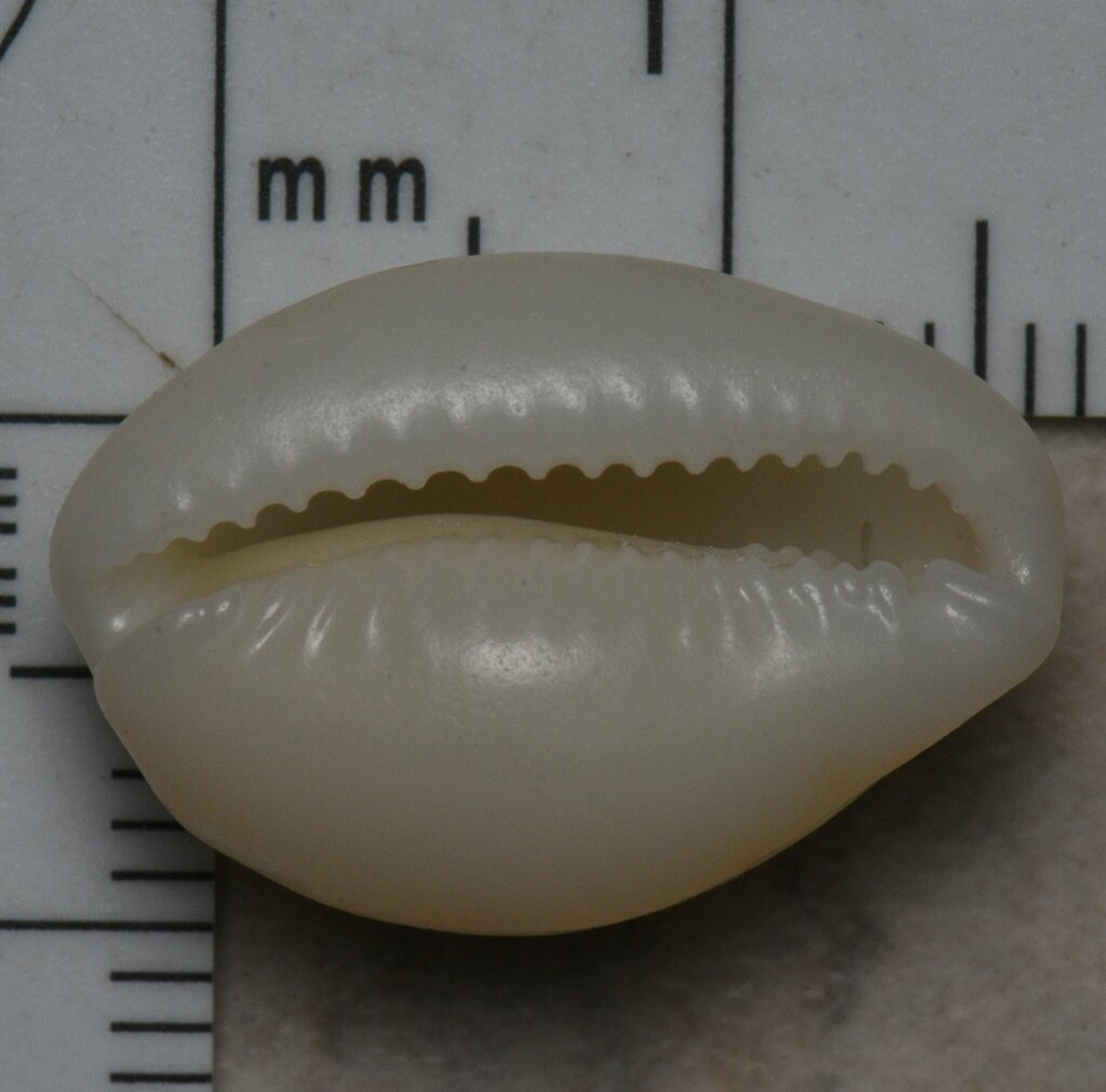 Atlantic Yellow Cowrie from Miami-Dade, Florida, United States on April ...