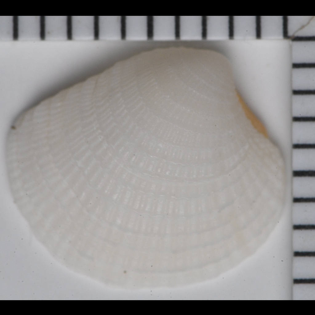 Cross-barred Venus from Miami Beach, FL, USA on April 29, 2024 by Joe ...